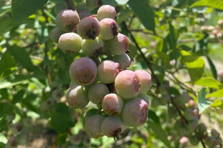 Cultivate Sweetness: Pink Lemonade Blueberry Care Guide