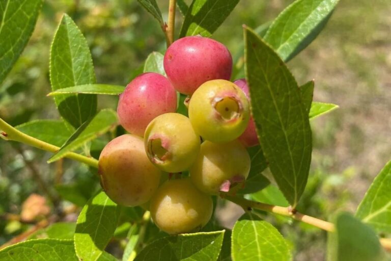 Cultivate Sweetness: Pink Lemonade Blueberry Care Guide