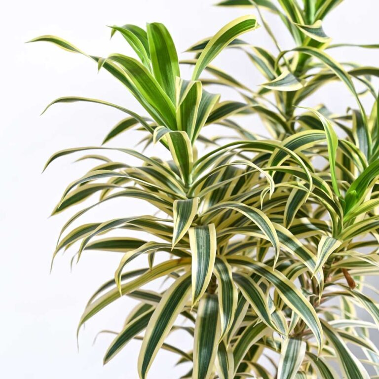 The Stunning Song of India: Houseplant Growing and Care Guide
